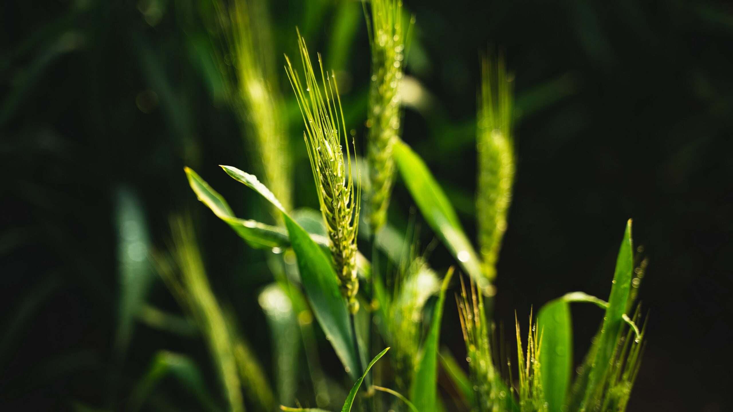 Uma em cada três explorações agrícolas em Portugal é gerida por ...