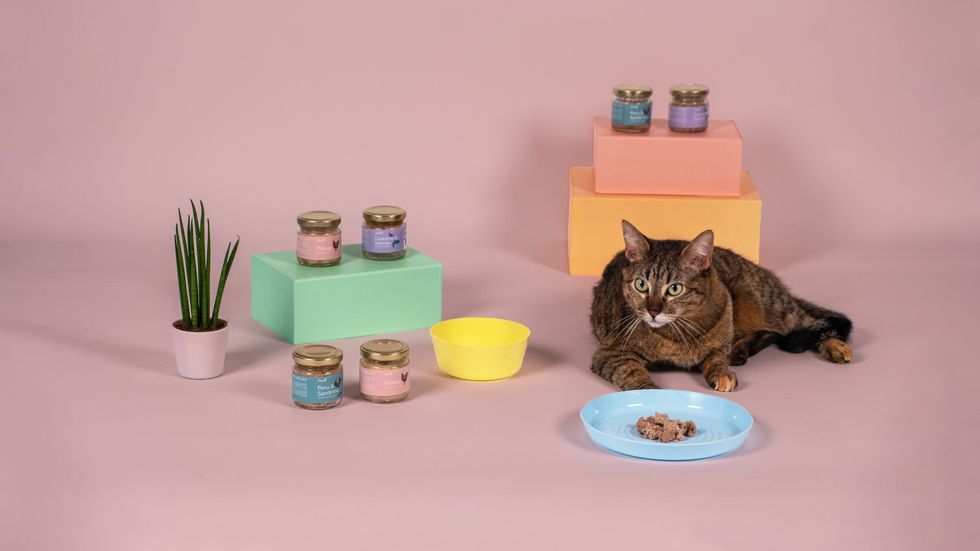 Start-up nacional de alimentação para gatos expande negócio para ...